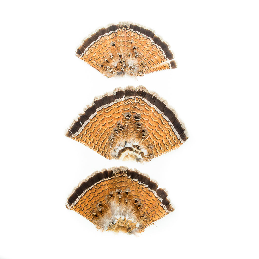 Ruffed Grouse Tails - Lot #1 – Cottonwood Shanty
